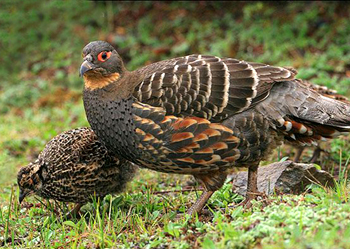 鹑族 Perdicini 蓝色动物学（中国动物学科普）